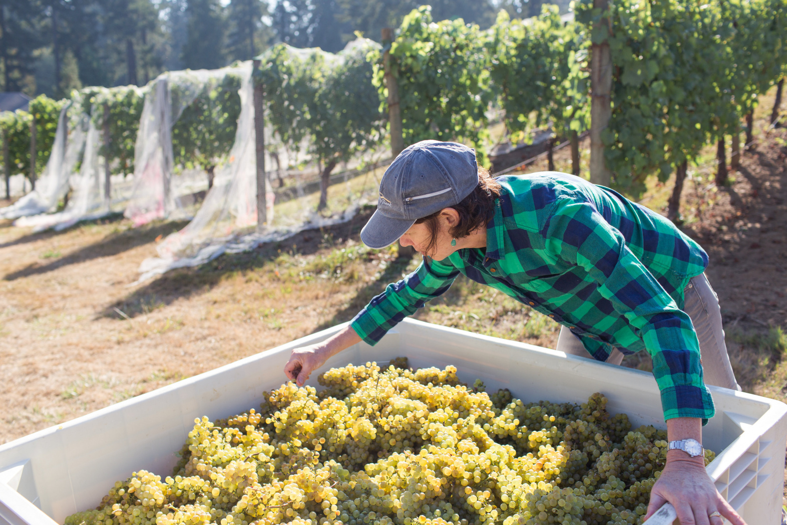 twill Cellars | Our Wineries | ABS Wine Agencies