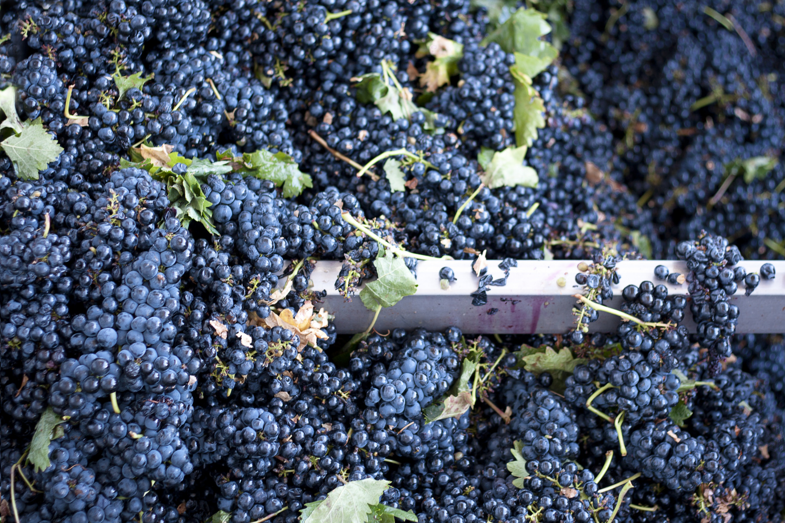 Y Knot | Our Wineries | ABS Wine Agencies